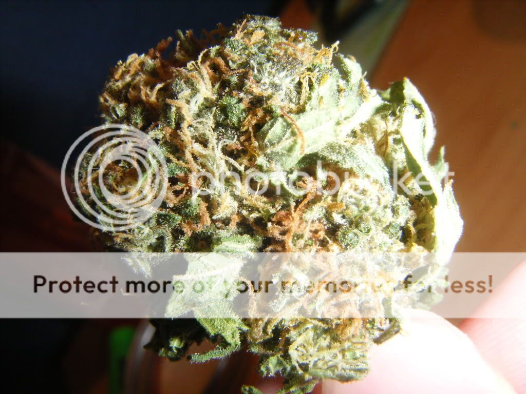 Ze Cross Jointa's Perfect Cross Joint! *Must Look* | Grasscity Forums ...