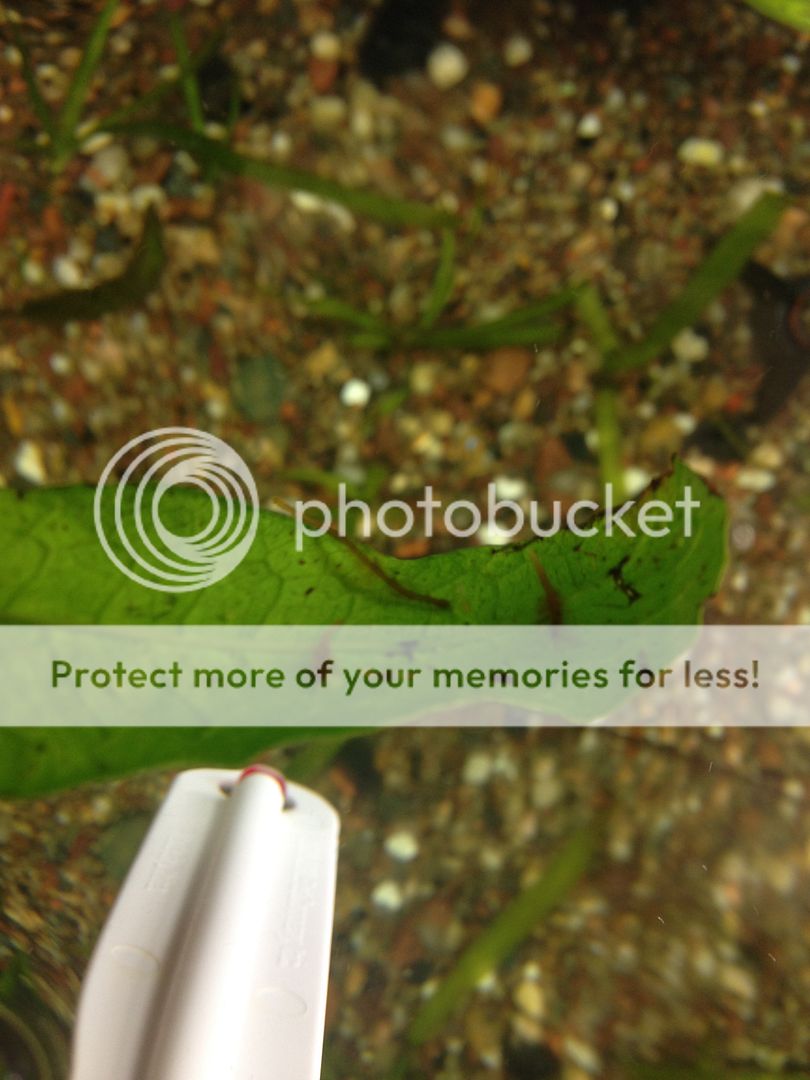 Java fern: roots on leaves? or something else? | The Planted Tank Forum